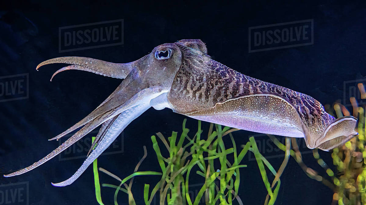 Close-up of a cuttlefish swimming underwater in an aquarium - Royalty ...
