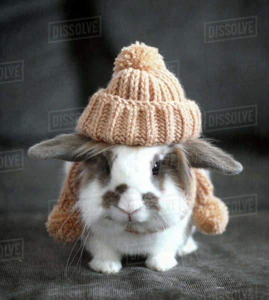 Pet bunny wearing wool hat - Royalty-free Stock Photo | Dissolve