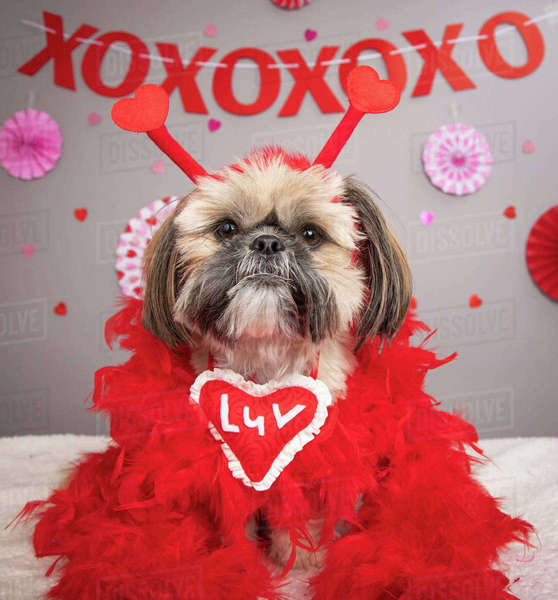 Portrait of a Shih Tzu wearing a luv heart, feather boa and headband ...