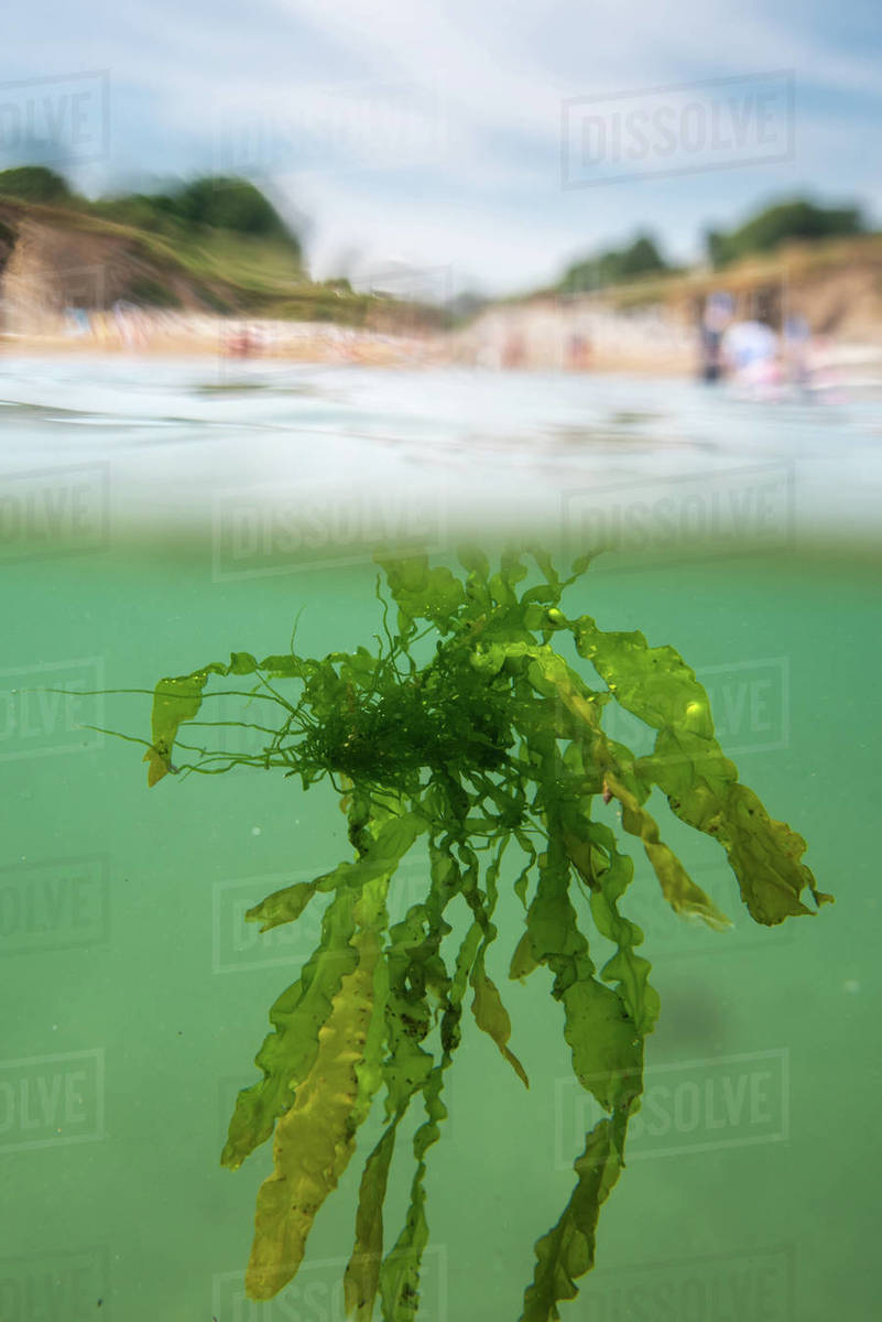 Close-up of seaweed floating underwater at the ocean's surface in ...