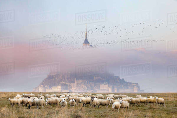 Flock of birds and sheep standing in front of Mont Saint Michel ...