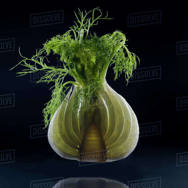 Close-up cross section of a fennel bulb against a black background ...