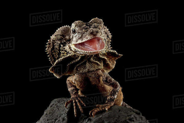 Angry frilled-neck lizard (chlamydosaurus kingii) on a rock, Indonesia ...