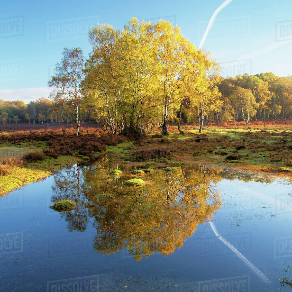 UK, England, Hempshire, Birch trees at sunrise in the New Forest ...