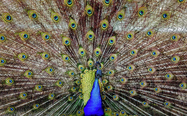 Portrait of a peacock, Perth, Australia - Stock Photo - Dissolve