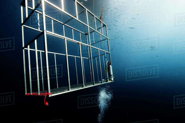 Mexico, Baja, Guadalupe, Bahamas, Empty diving cage under sea - Royalty ...