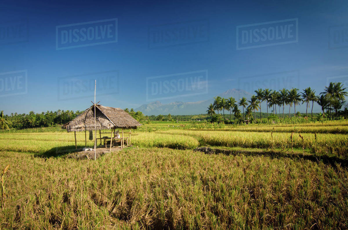 Indonesia, Lombok, Straw hut in rice paddy - Stock Photo - Dissolve