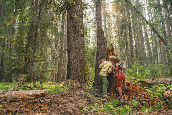 Two boys playing in the forest - Stock Photo - Dissolve