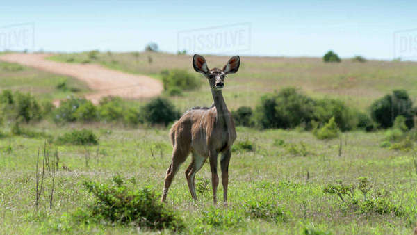 Antelope, Port Elizabeth, Eastern Cape, South Africa - Royalty-free ...