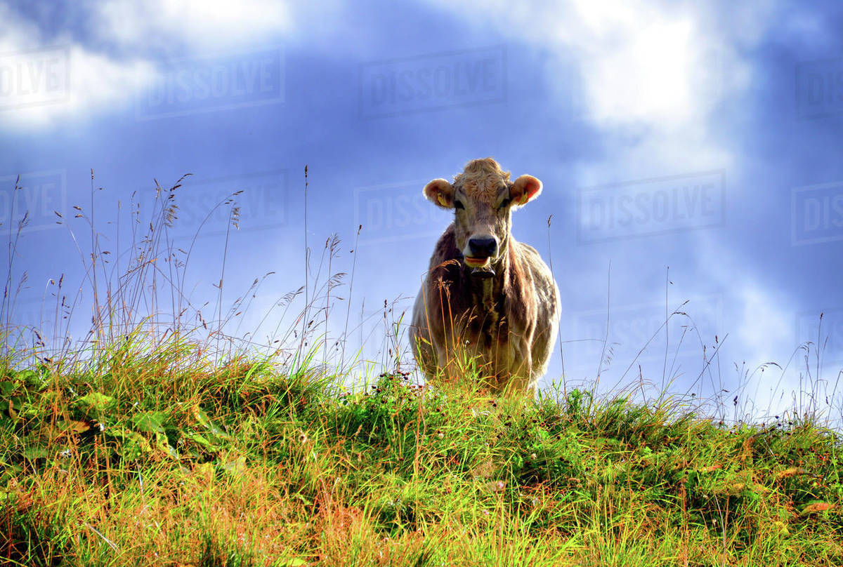 Cow standing in a field, Lungern, Obwalden, Switzerland - Royalty-free ...
