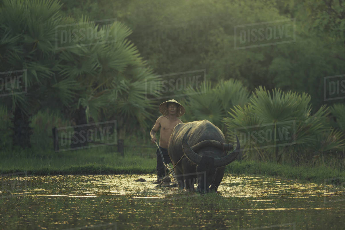 Man with buffalo pulling a plough, Thailand - Royalty-free Stock Photo ...