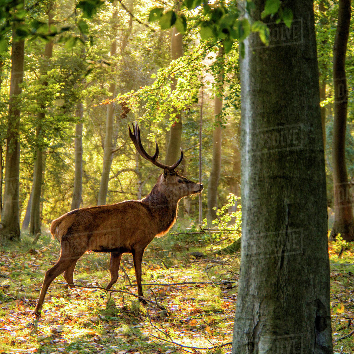 Side view of a stag in the forest - Royalty-free Stock Photo | Dissolve