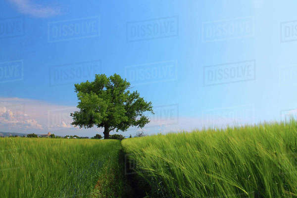 USA, Idaho, Bonneville County, Idaho Falls, Tree in a field, Idaho ...