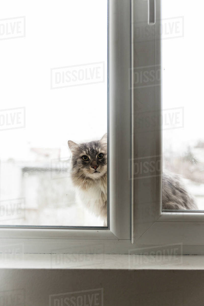 Cat looking through window - Stock Photo - Dissolve