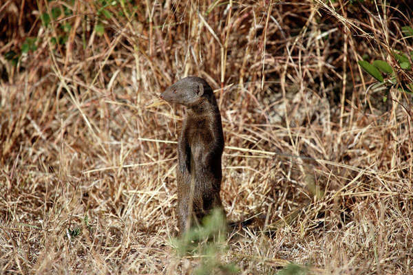 Portrait of a brown mongoose standing up, Kruger National Park, South ...