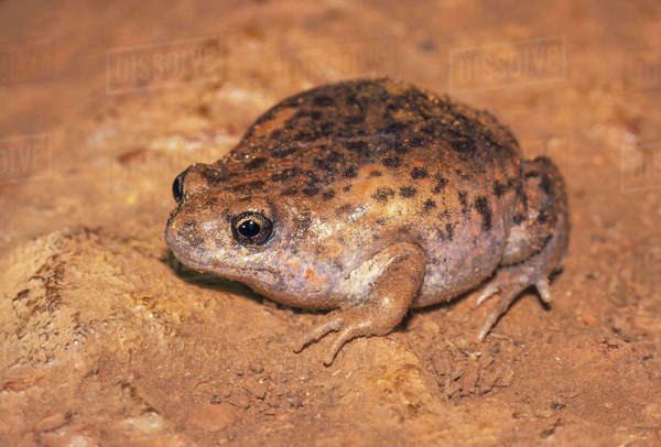 Mole toadlet frog (Uperoleia talpa), Karijini national park, western ...