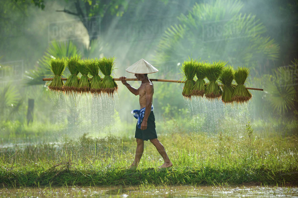 Man carrying rice plants in paddy field, Sakolnakh, Thailand - Stock ...
