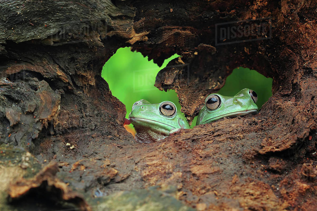 Two frogs looking through hole in a tree, Indonesia - Stock Photo ...