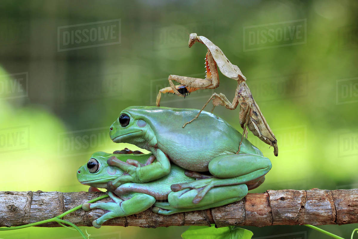 Mantis and two Javan gliding tree frogs sitting on top of each other ...
