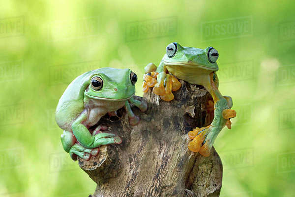 Two dumpy tree frogs sitting on tree stump, Indonesia - Royalty-free ...