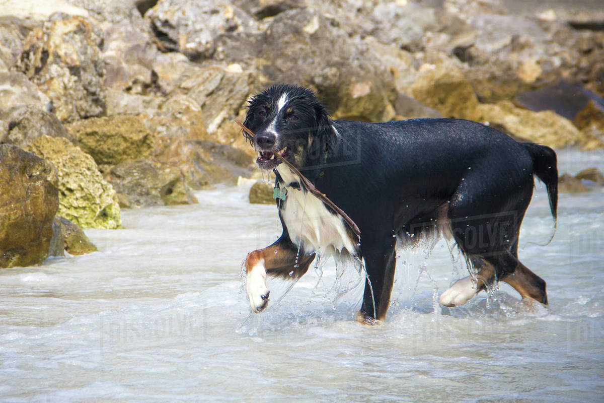 Wet australian shepherd dog retrieving stick from the ocean - Royalty ...