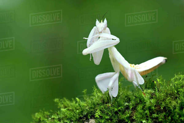 Close-up of mantis, Indonesia - Stock Photo - Dissolve