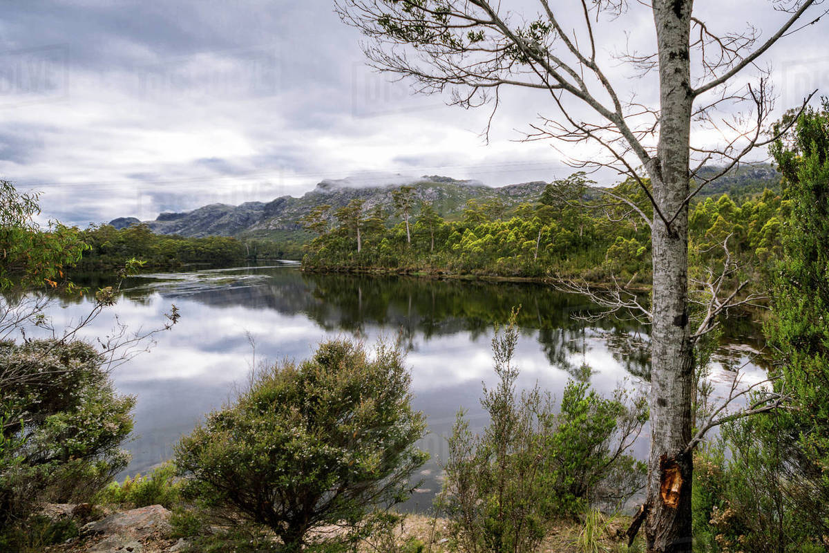 Morning View of Lake Rosebery, Tullah, Tasmania, Australia - Royalty ...