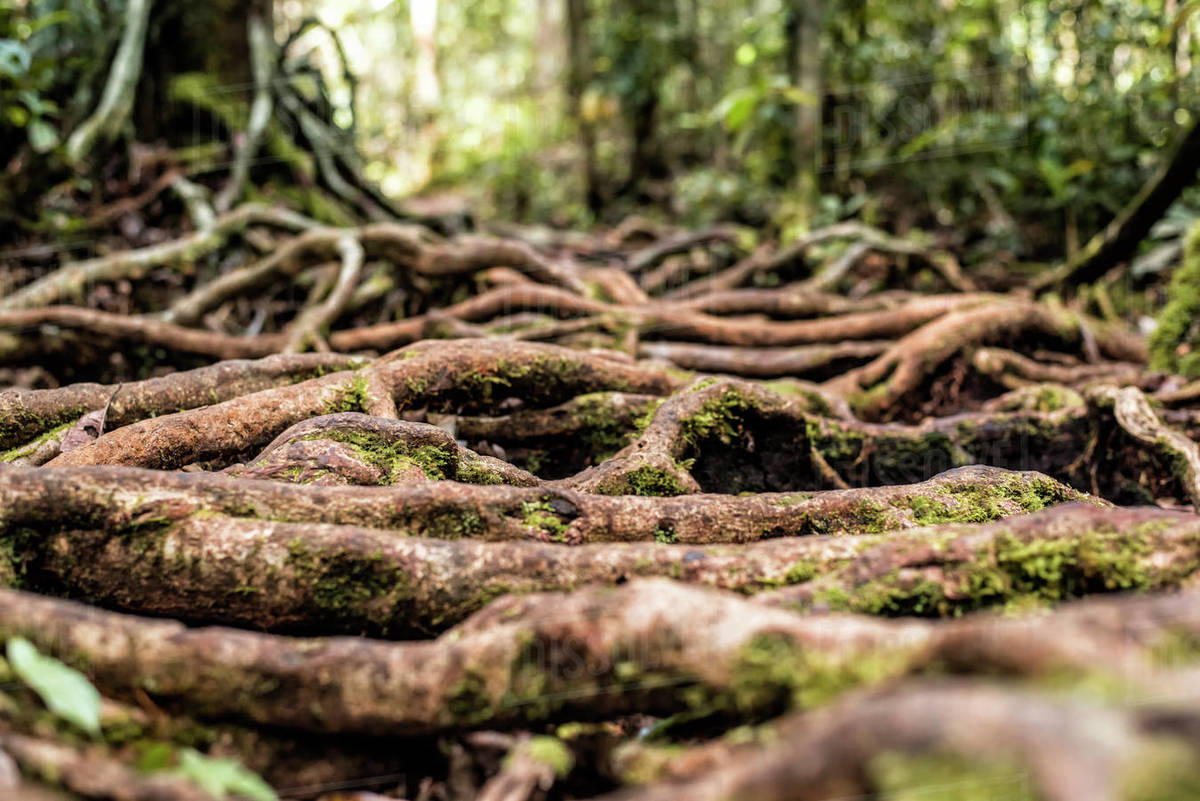 Roots in jungle, Tanjung Putting National Park, Kalimantan, Indonesia ...