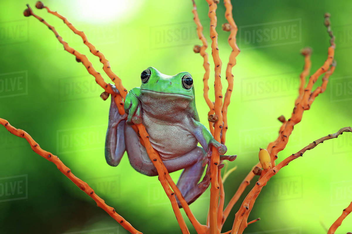 Dumpy tree frog on branch, Indonesia - Stock Photo - Dissolve