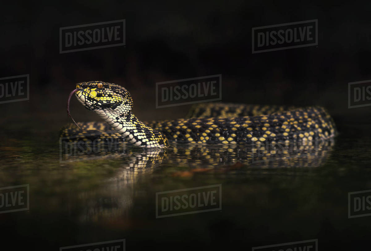 Mangrove pit viper (Trimeresurus purpureomaculatus) in shallow water ...