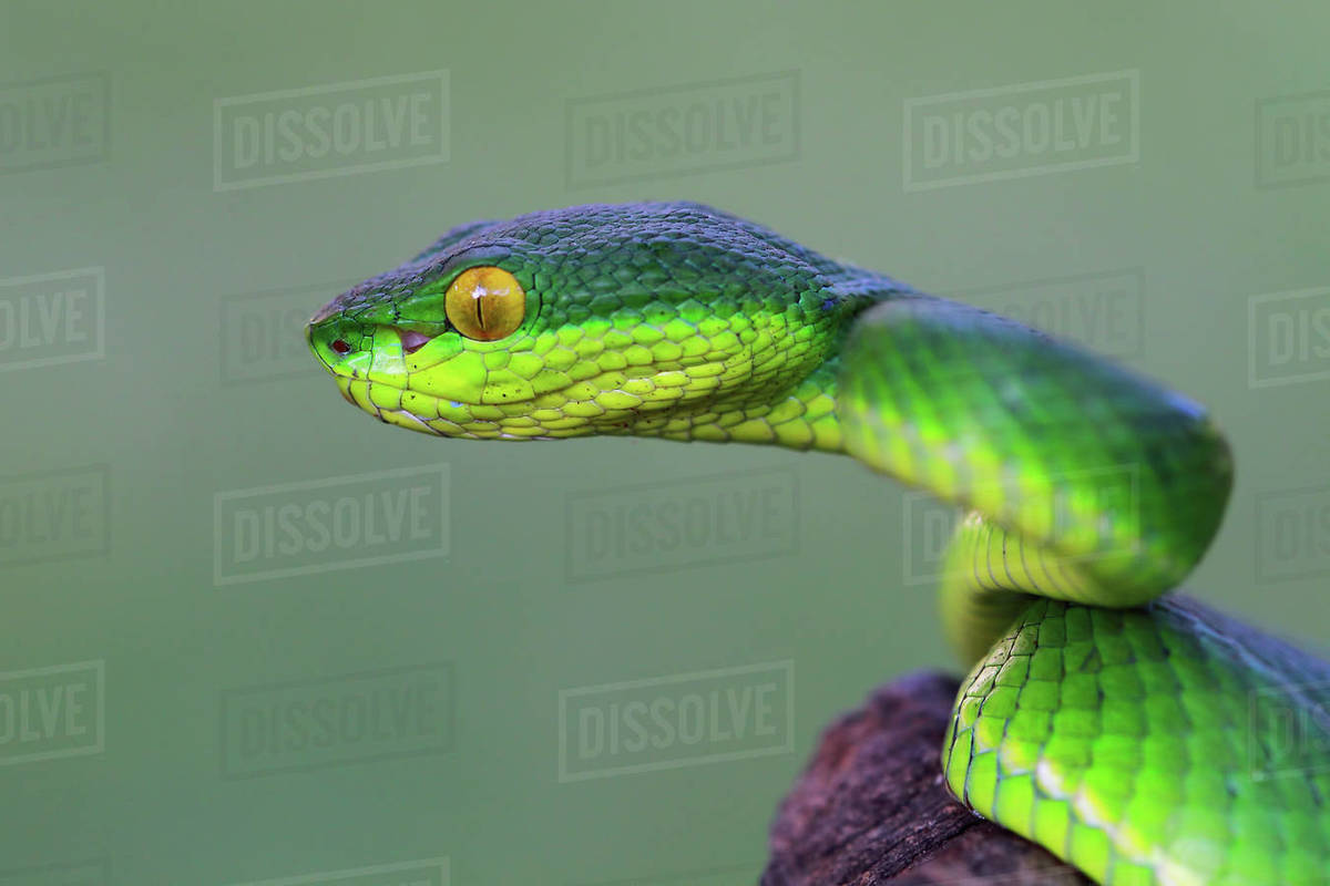 Side view of a Viper snake head, Indonesia - Royalty-free Stock Photo ...