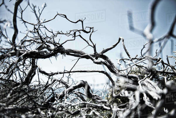 Close-up of a brier patch - Royalty-free Stock Photo | Dissolve