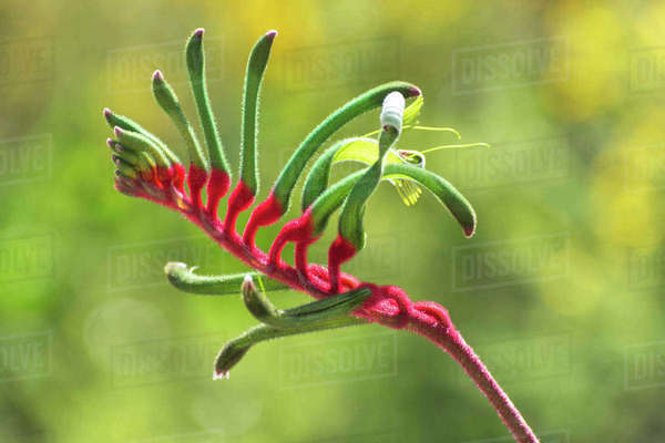 Kangaroo Paw flower, Australia - Stock Photo - Dissolve
