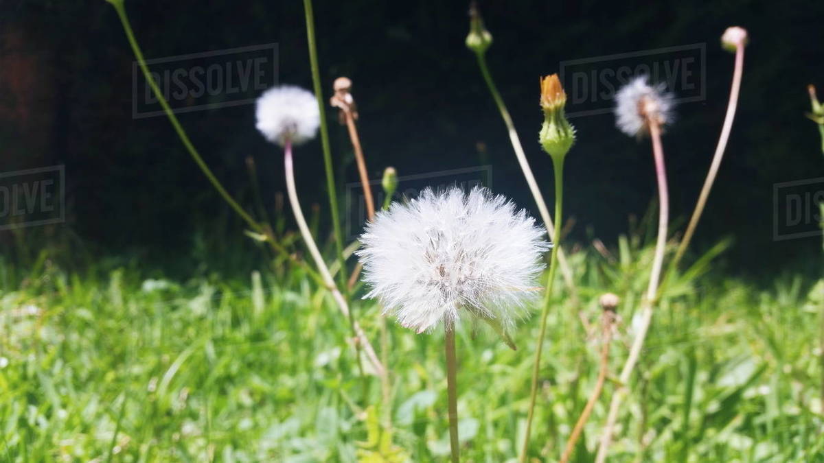 Close-up of dandelions - Royalty-free Stock Photo | Dissolve