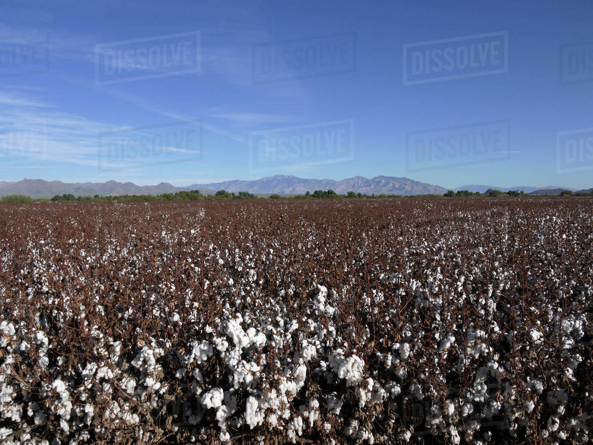 Cotton field, Tucson, Arizona, America, USA - Royalty-free Stock Photo ...
