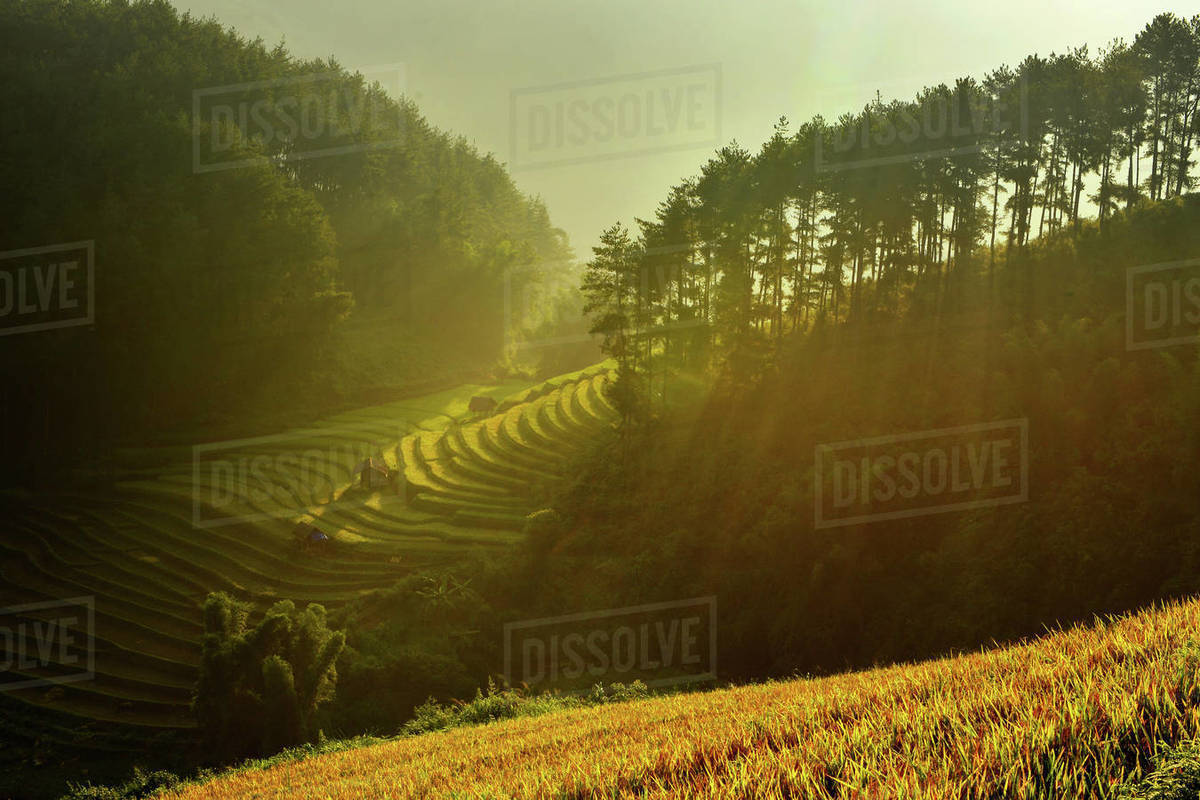 Terraced rice fields at sunset, Mu Chang Chai, Vietnam - Royalty-free ...