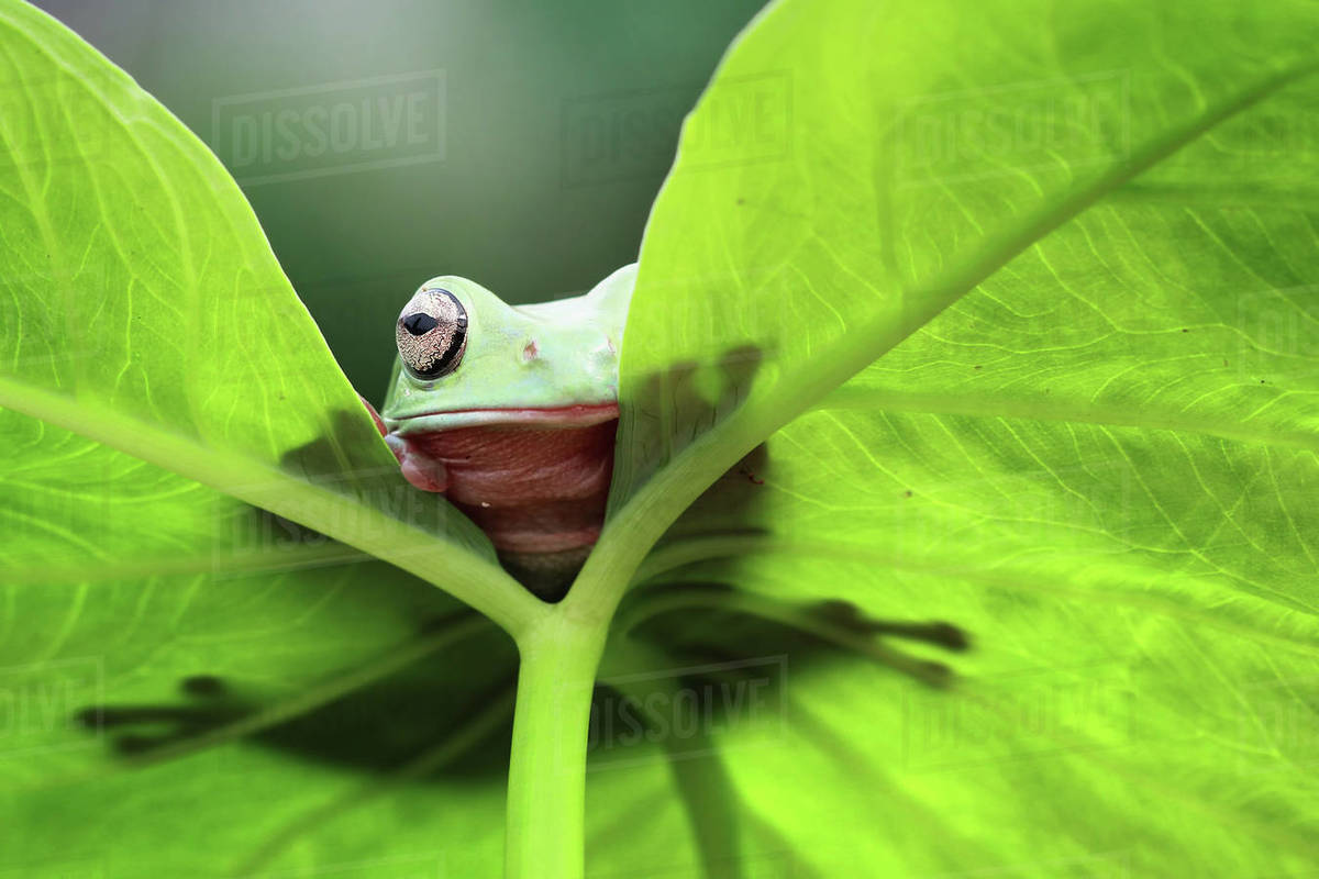 Dumpy frog looking over the edge of a leaf, Indonesia - Royalty-free ...