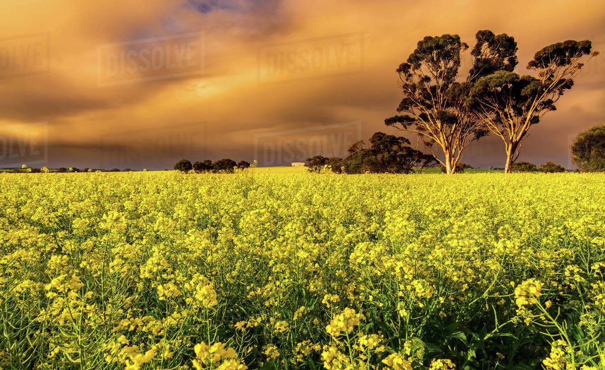 Rapeseed field at sunset, York, Western Australia, Australia - Royalty ...
