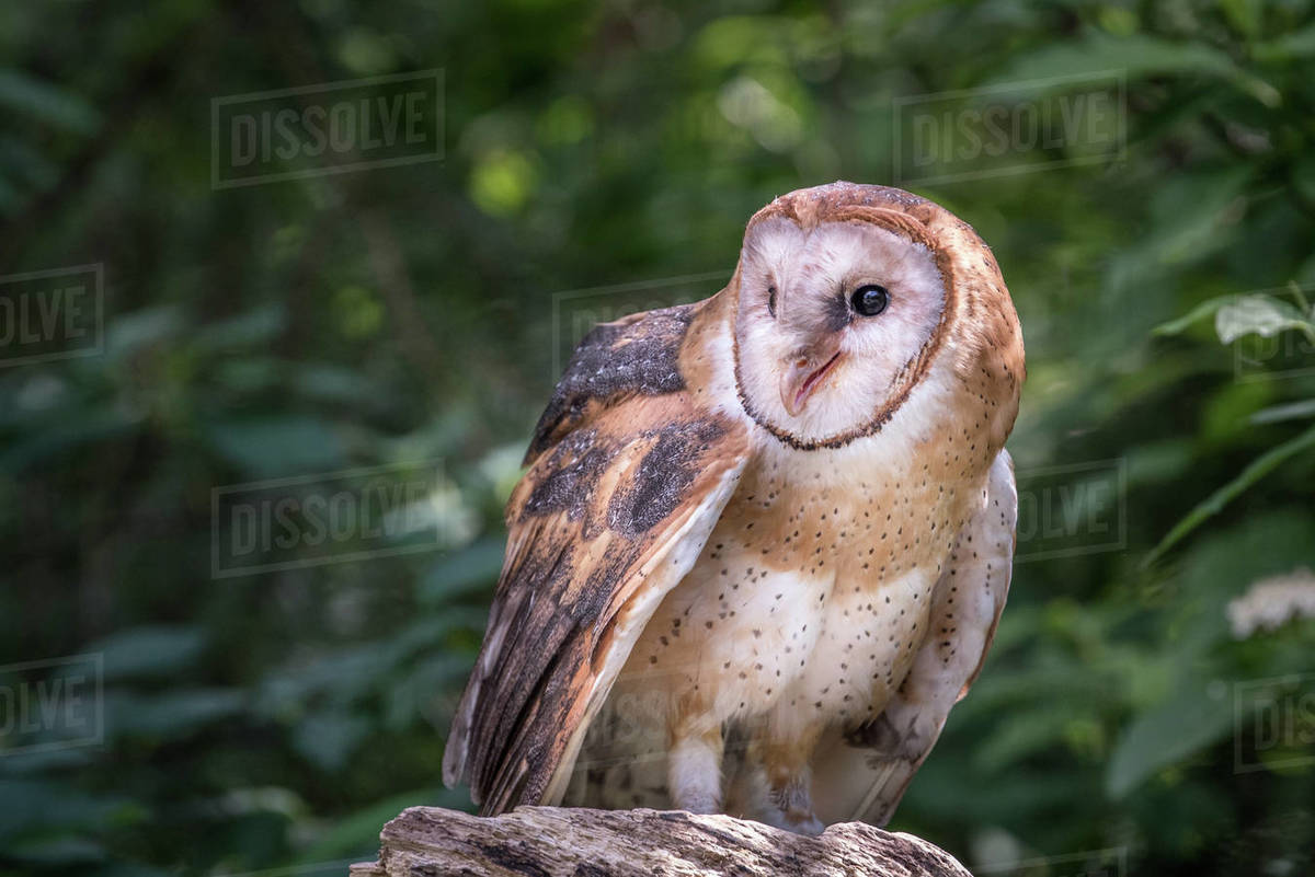 Portrait of a Barn Owl, British Columbia, Canada - Royalty-free Stock ...