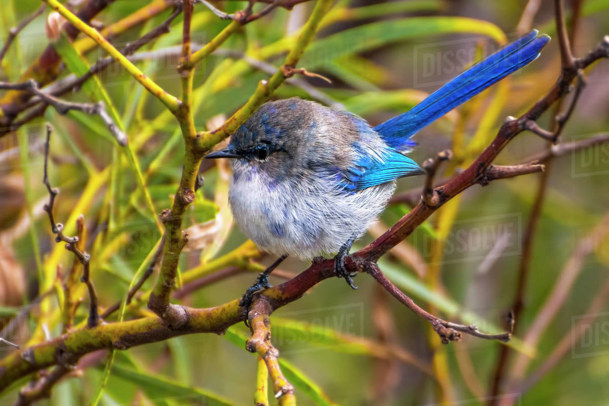 Splendid Fairy Wren (Malurus splendens), Perth, Western Australia ...