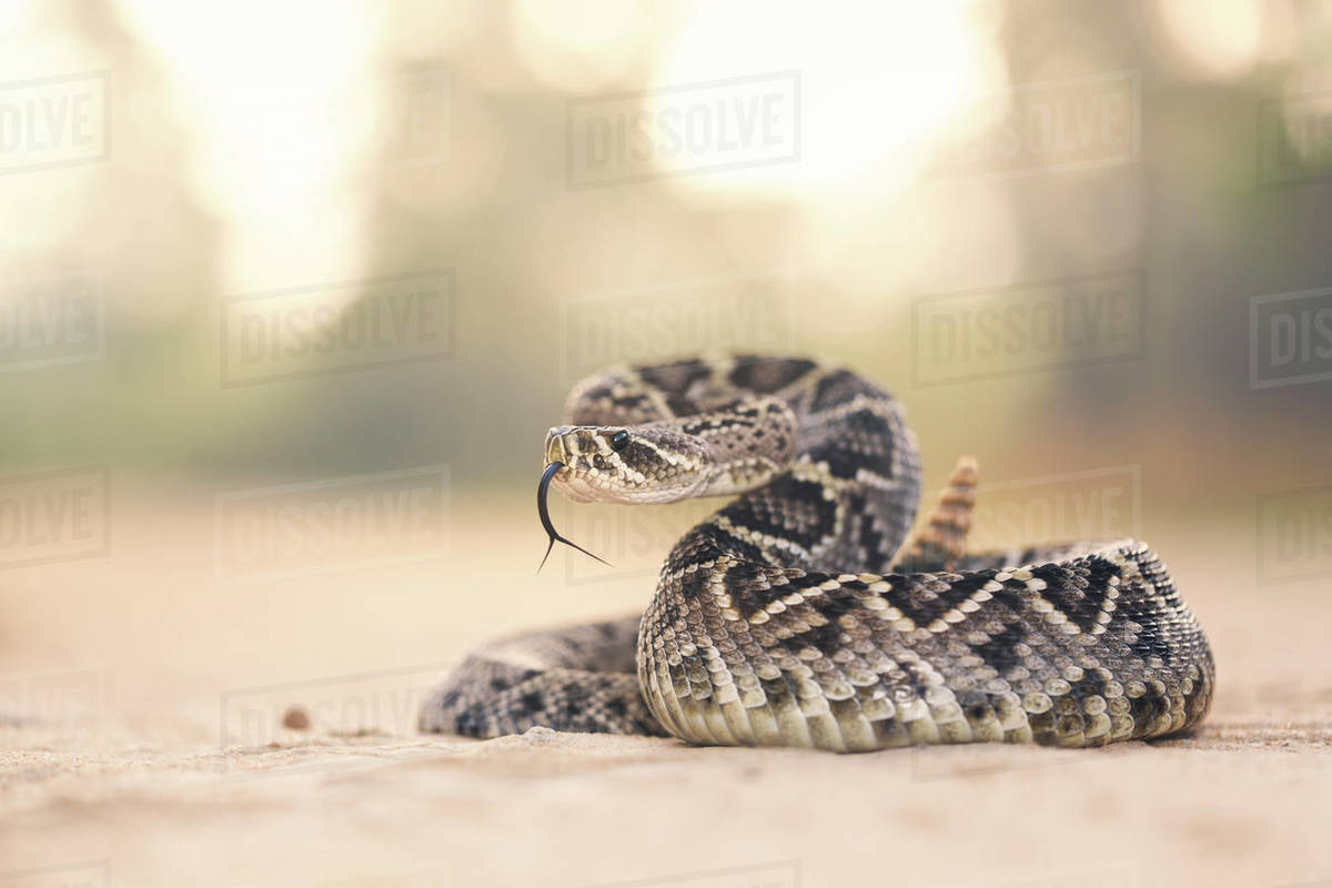 Eastern Diamondback Rattlesnake (Crotalus adamanteus), Florida, America ...