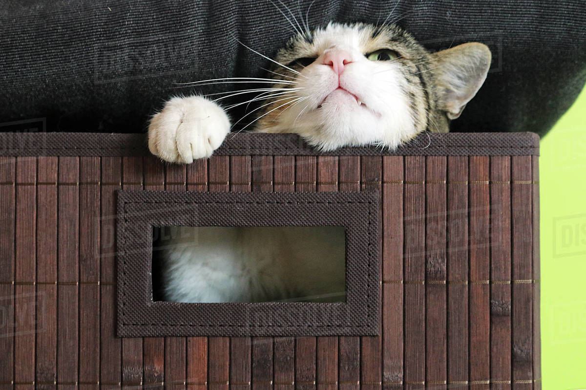 Kitten trying to get out of a bamboo box - Royalty-free Stock Photo ...