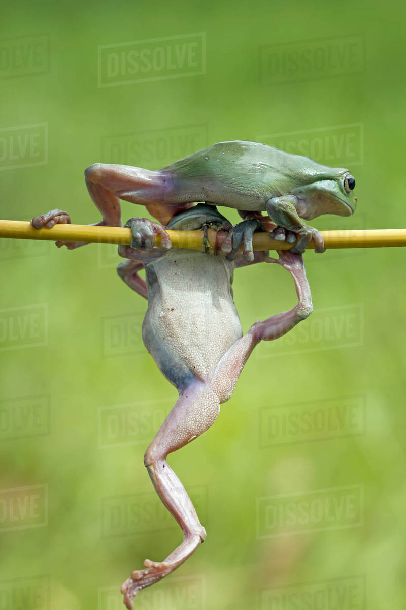 Two Dumpy frogs hanging on a plant, Indonesia - Stock Photo - Dissolve