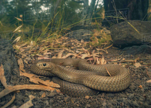 Eastern brown snake (Pseudonaja textilis), Melbourne, Australia - Stock ...