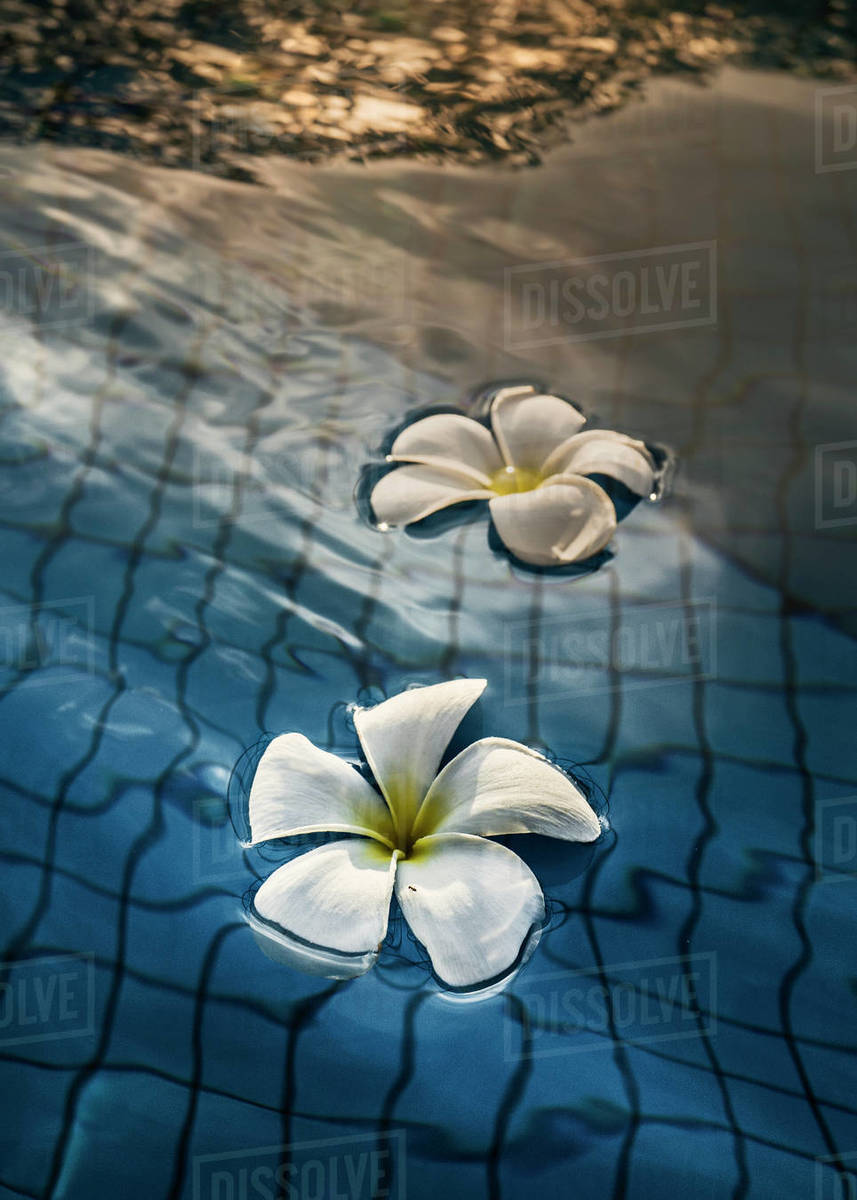 Frangipani flowers floating in a swimming pool - Stock Photo - Dissolve
