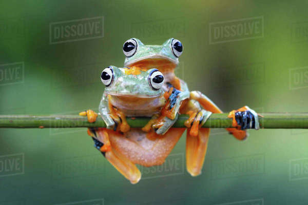 Two green flying frogs (Rhacophorus reinwardtii) sitting on a plant ...