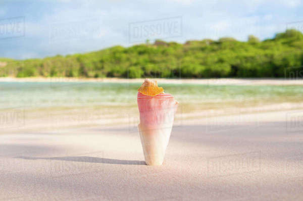 A broken conch shell on the beach at Half Moon Bay, resembling a ...