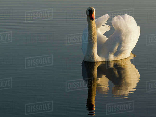 This swan swam around posing and trying to impress the female swans ...