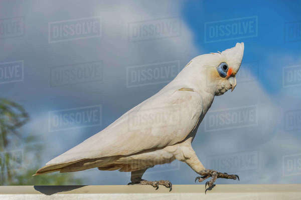 Corella bird walking along a fence (Cacatua sanguinea), Perth, Western ...