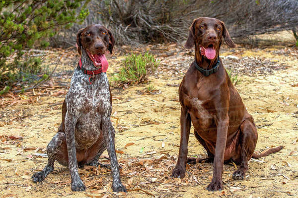 Two German Shorthaired Pointers sitting outdoors, Australia - Royalty ...